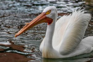 American White Pelican - BirdsPedia.org
