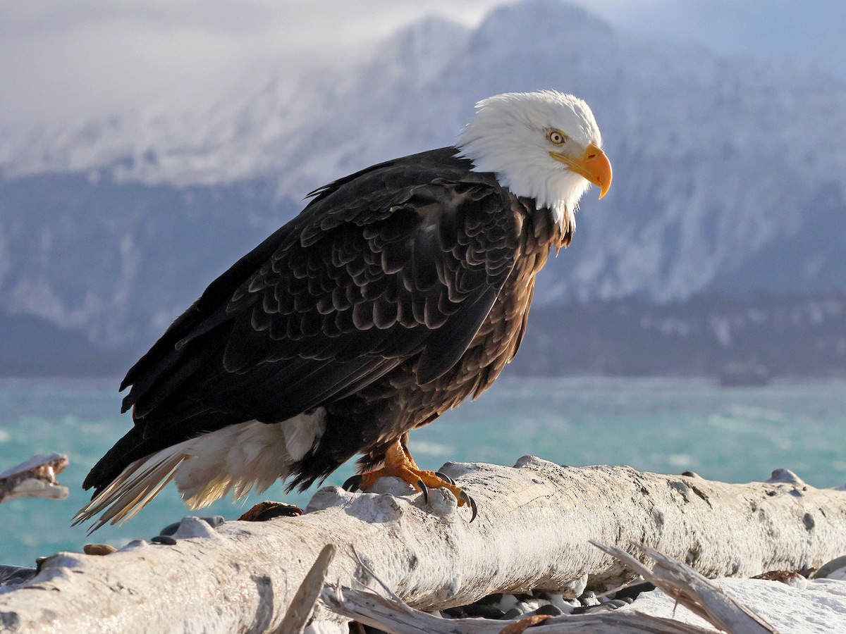25 Birds That Start With B: A Complete Guide for Bird Lovers ...