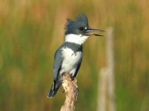 25 Birds That Start With B: A Complete Guide for Bird Lovers ...