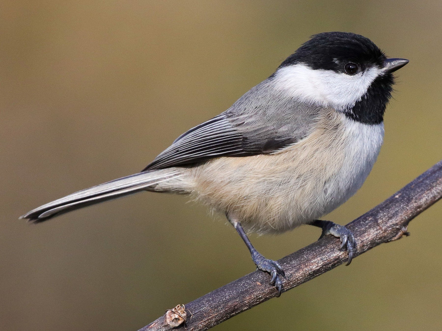 25 Birds That Start With B: A Complete Guide for Bird Lovers ...