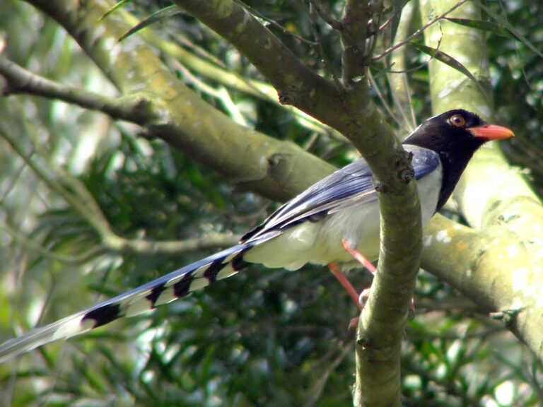 15+ Birds with Long Tails - BirdsPedia.org