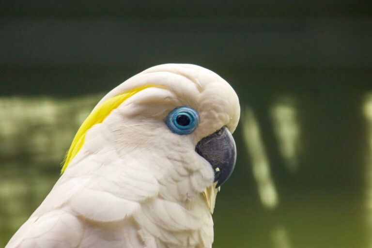 Birds with Blue Eyes: 15+ Stunning Species You Need to Know ...