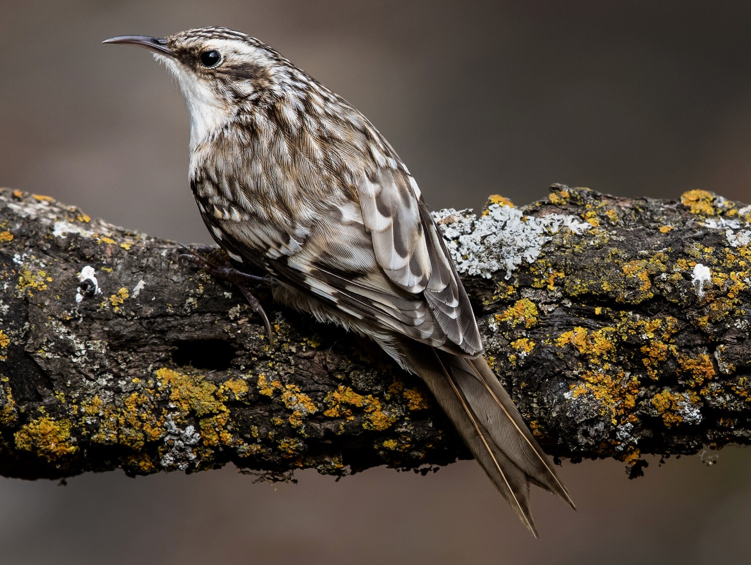 12 Brown Birds With White Spots (ID Guide + Facts) - BirdsPedia.org