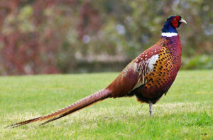 Common Pheasant - BirdsPedia.org