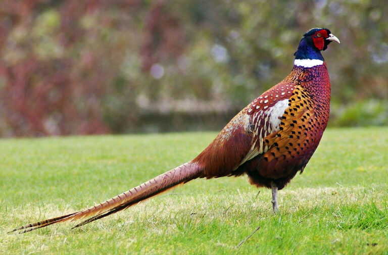 Common Pheasant - BirdsPedia.org