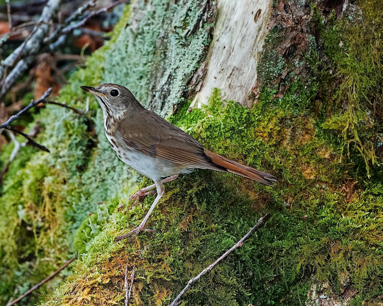 12 Brown Birds With White Spots (ID Guide + Facts) - BirdsPedia.org