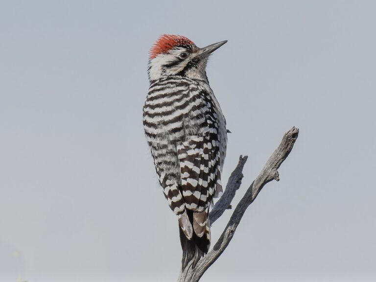 12 Brown Birds With White Spots (ID Guide + Facts) - BirdsPedia.org
