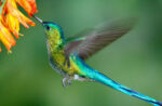 Birds That Start with L: Lively, Legendary & Full of Wonder