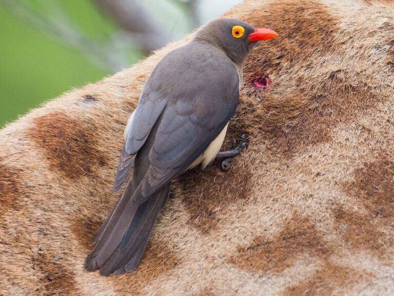 Birds With Red Beaks: 12+ Stunning Species You Should Know - BirdsPedia.org