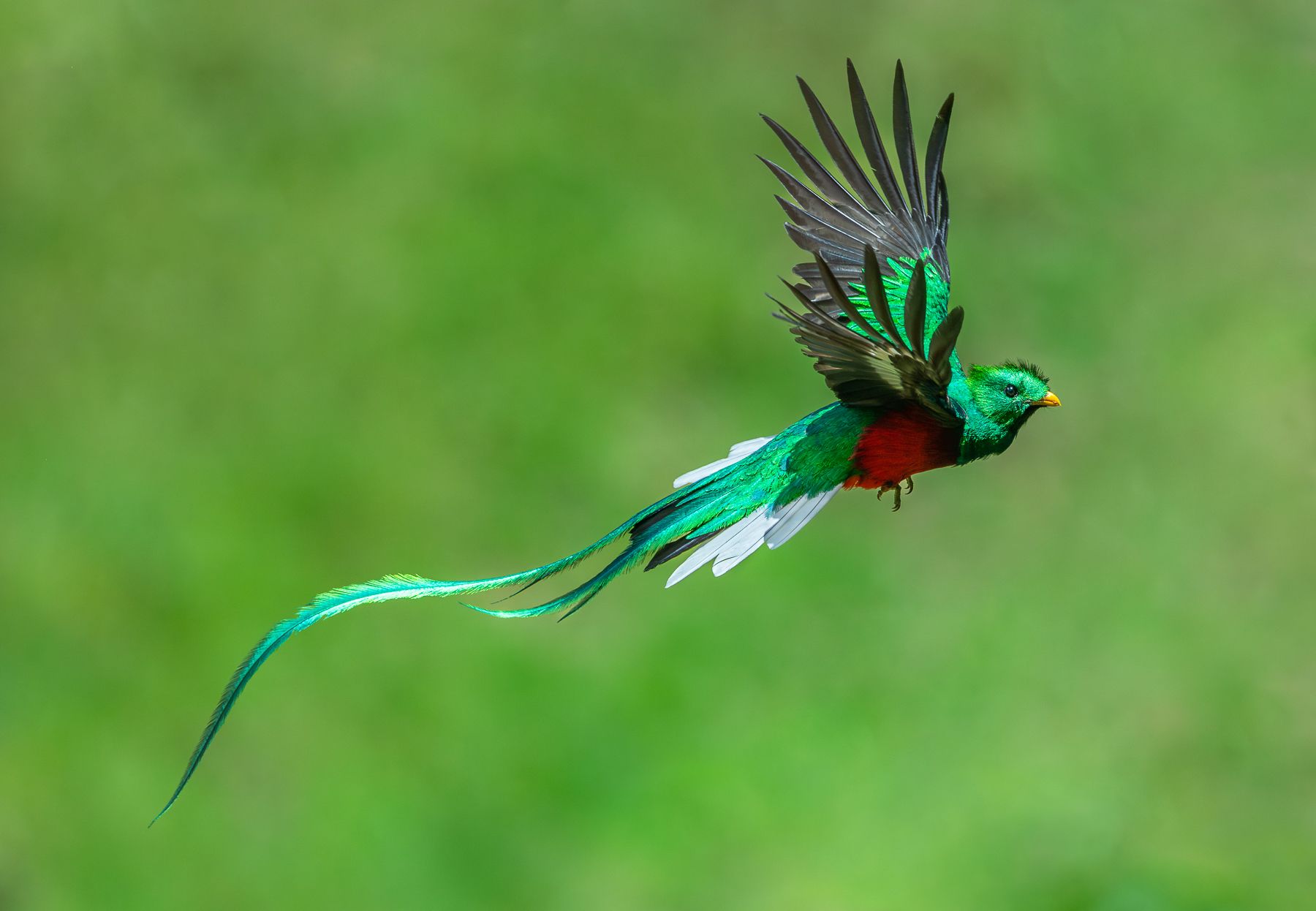 Resplendent Quetzal - BirdsPedia.org