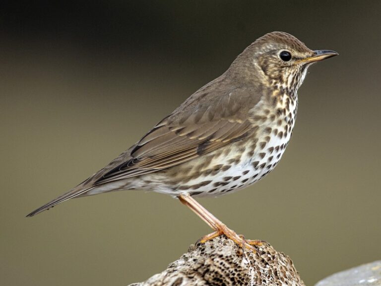 12 Brown Birds With White Spots (ID Guide + Facts) - BirdsPedia.org