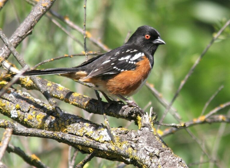 12 Brown Birds With White Spots (ID Guide + Facts) - BirdsPedia.org