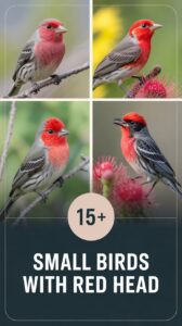 15+ Small Birds With Red Head ( With Pictures And Facts) - BirdsPedia.org